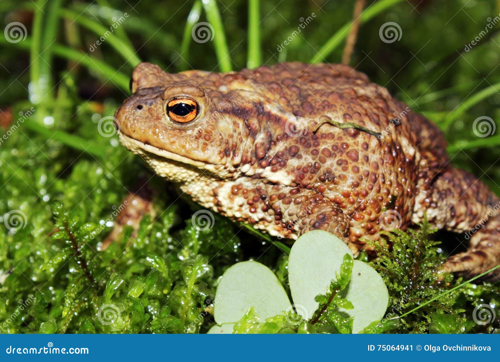 Ordinary, Common Toad Sitting on Green Moss in the Forest in Summer ...
