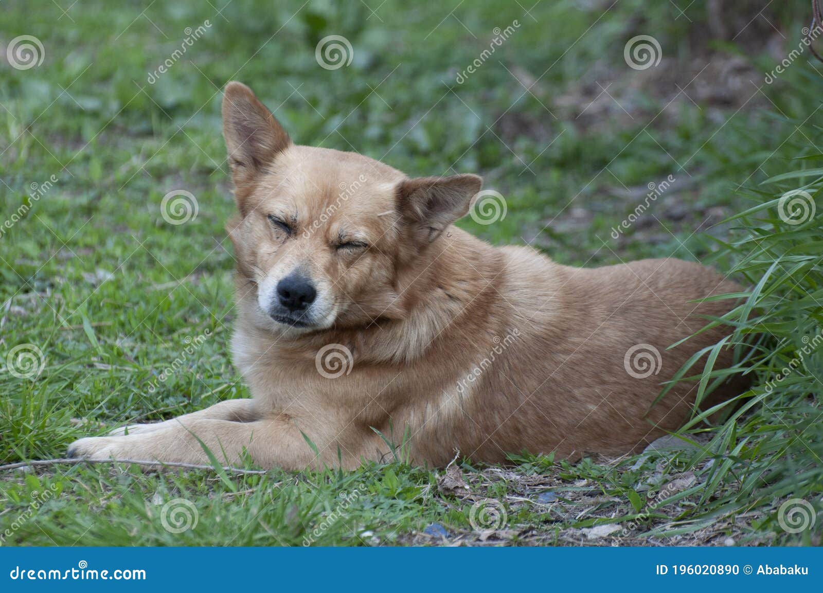 306 Ordinary Dog Photos - Free & Royalty-Free Stock Photos from Dreamstime