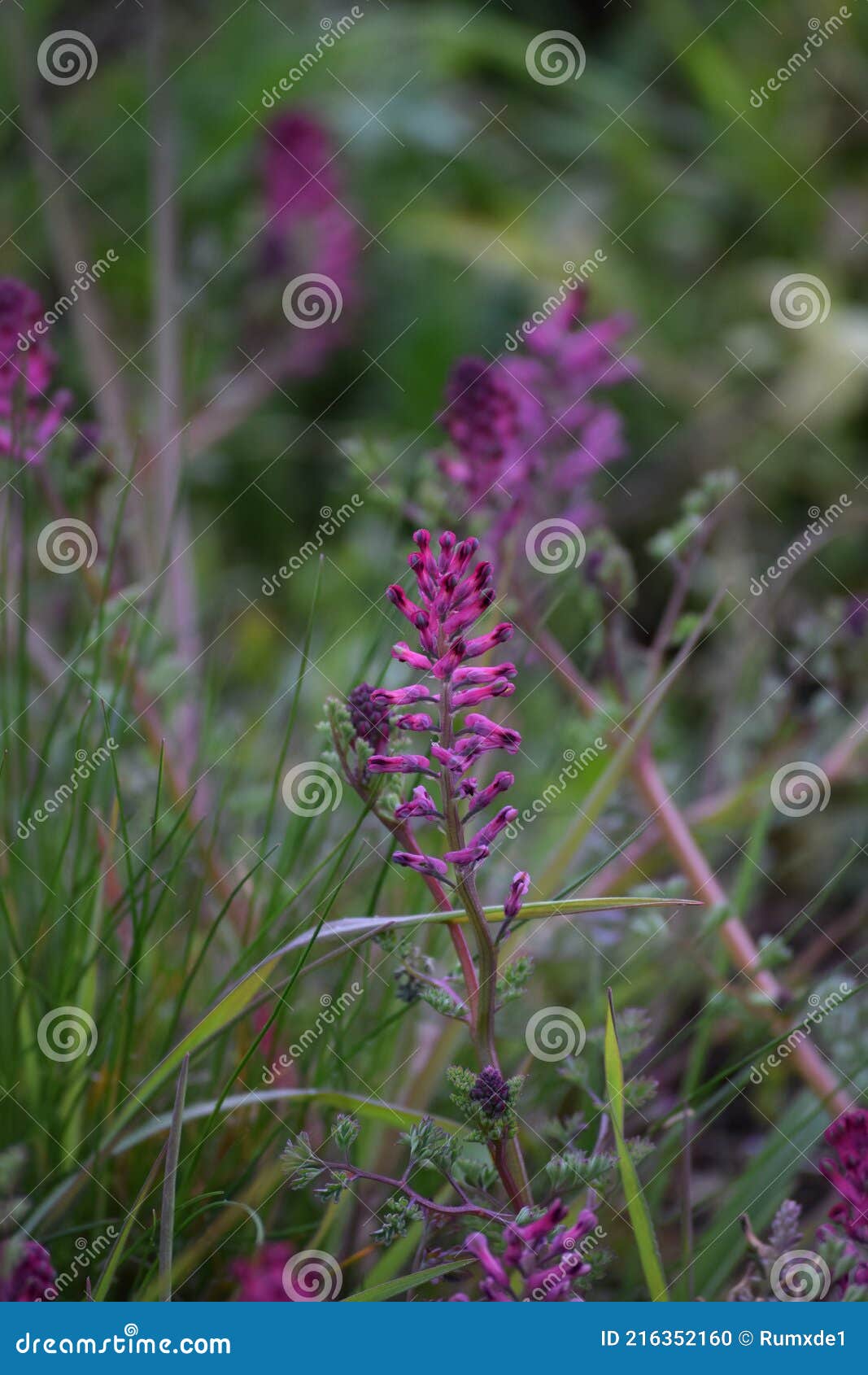 Ordinary Earth Smoke Flower Stock Photo - Image of flower, ancient ...
