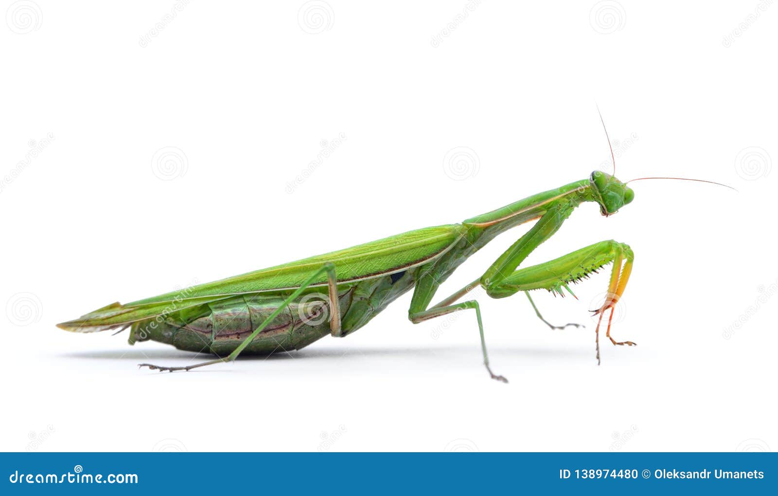 Mantis Religiosa Royalty-Free Stock Image | CartoonDealer.com #18145504