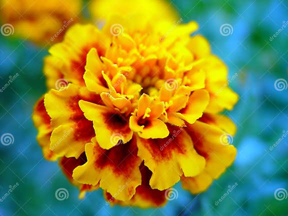 Ordinary Flower stock photo. Image of plant, garden, love - 12516