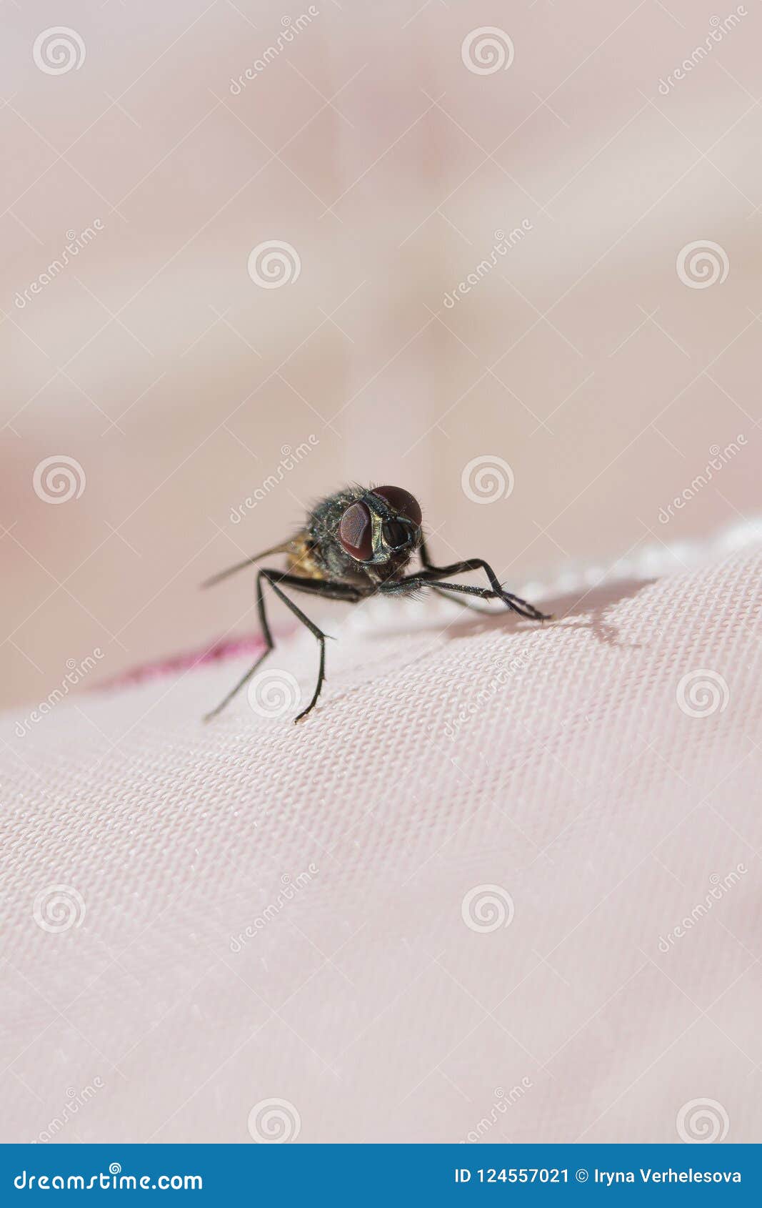 An ordinary fly close up stock image. Image of natural - 124557021