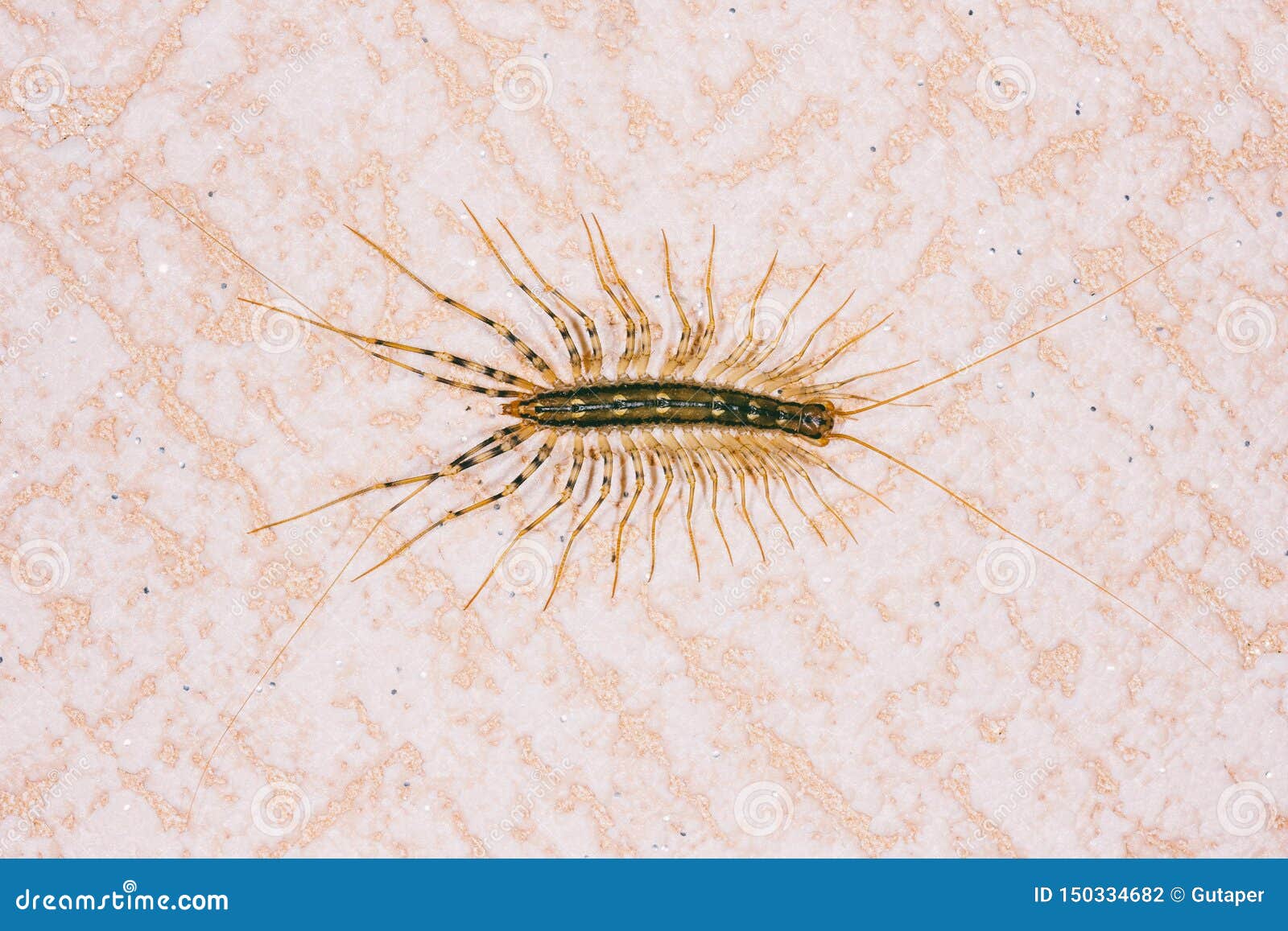 The Ordinary Flycatcher Scutigera Coleoptrata, Centipede Flycatcher ...