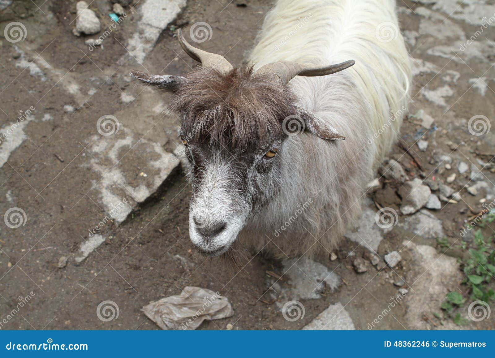 Ordinary goat stock photo. Image of fauna, ordinary, livestock - 48362246