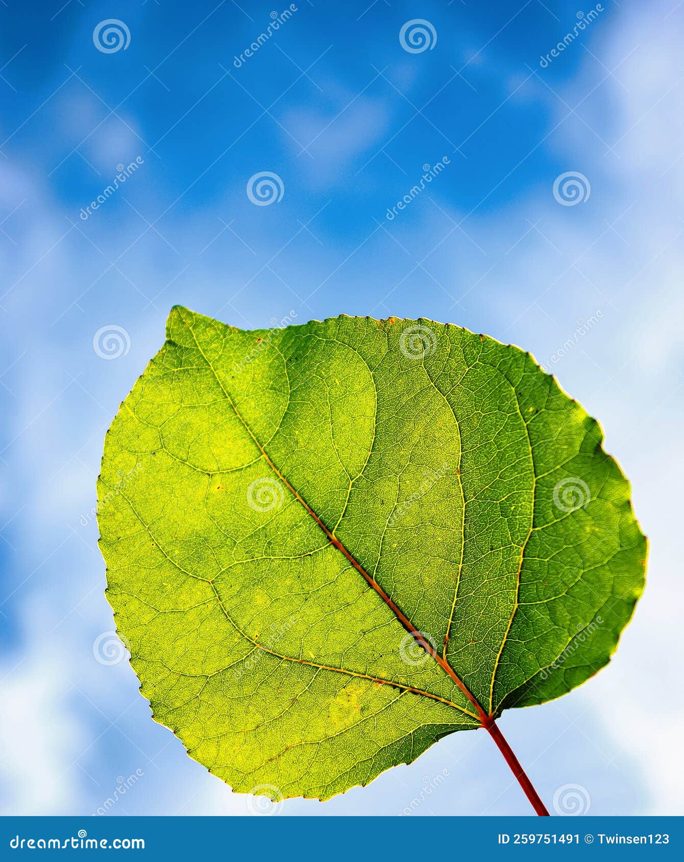 Ordinary Green Leaf from a Tree on a Background of a Blue Sky Stock ...