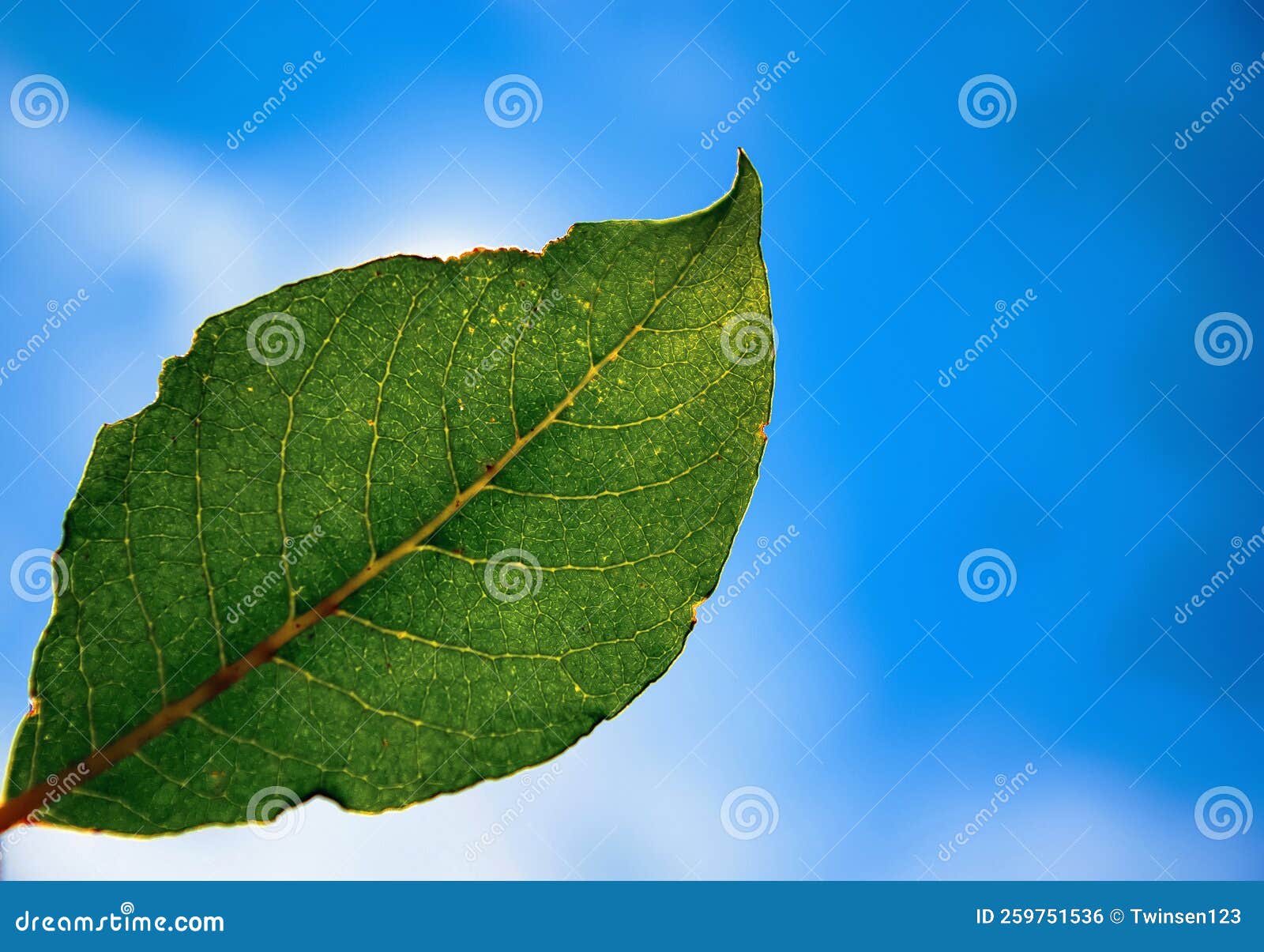 Ordinary Green Leaf from a Tree on a Background of a Blue Sky Stock ...