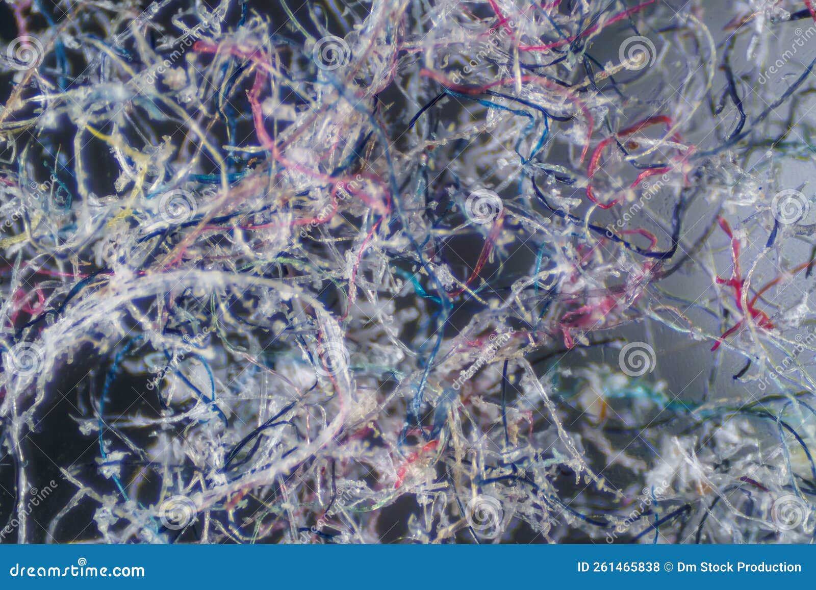 Ordinary House Dust Under the Microscope Stock Photo - Image of ...