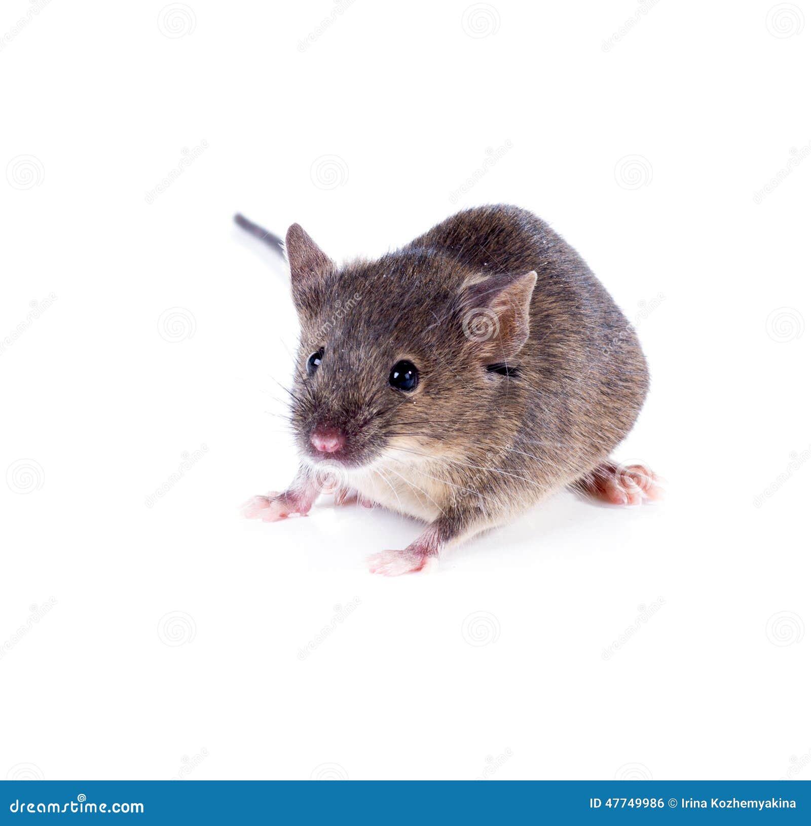 An Ordinary House Mouse on a White Background Stock Photo - Image of ...