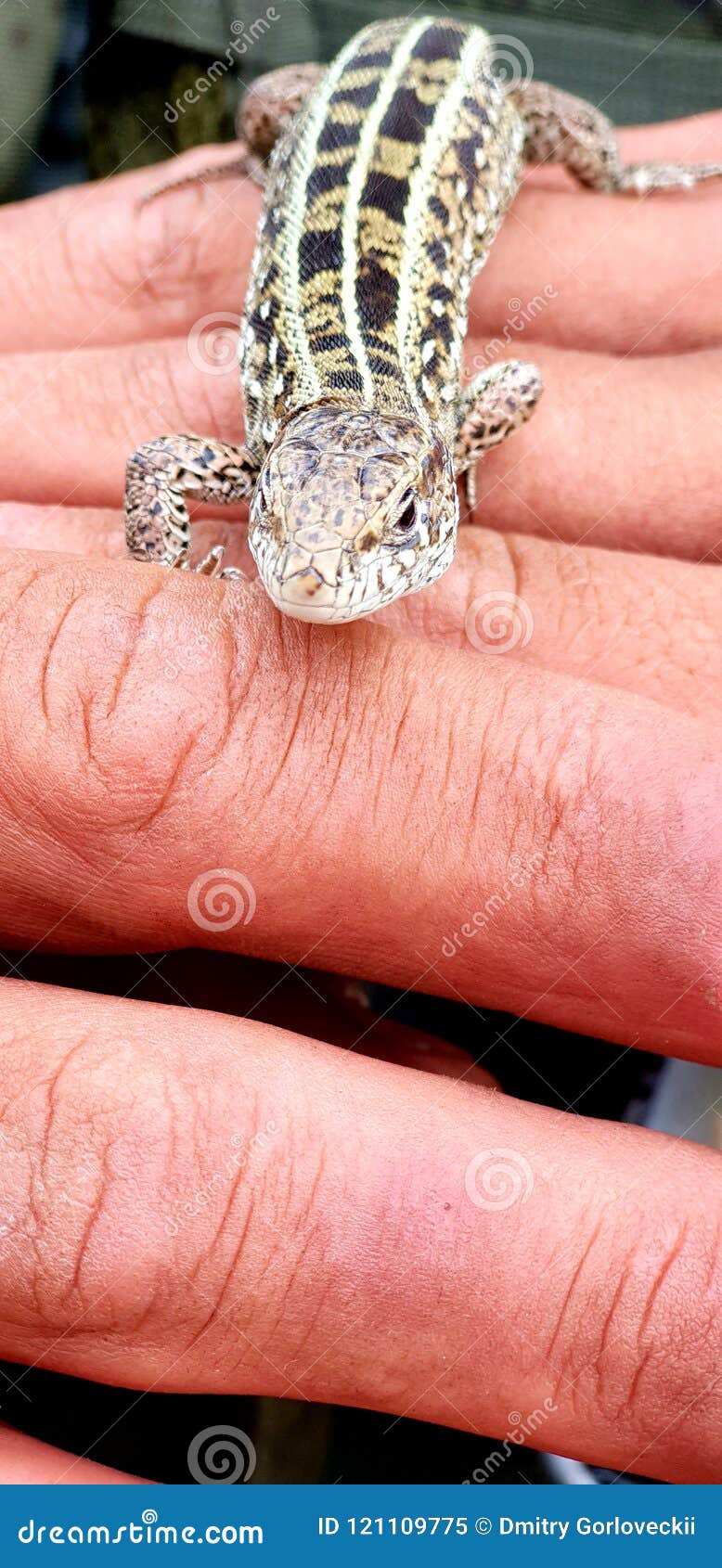 Lizard on hand stock image. Image of hand, camera, lizard - 121109775