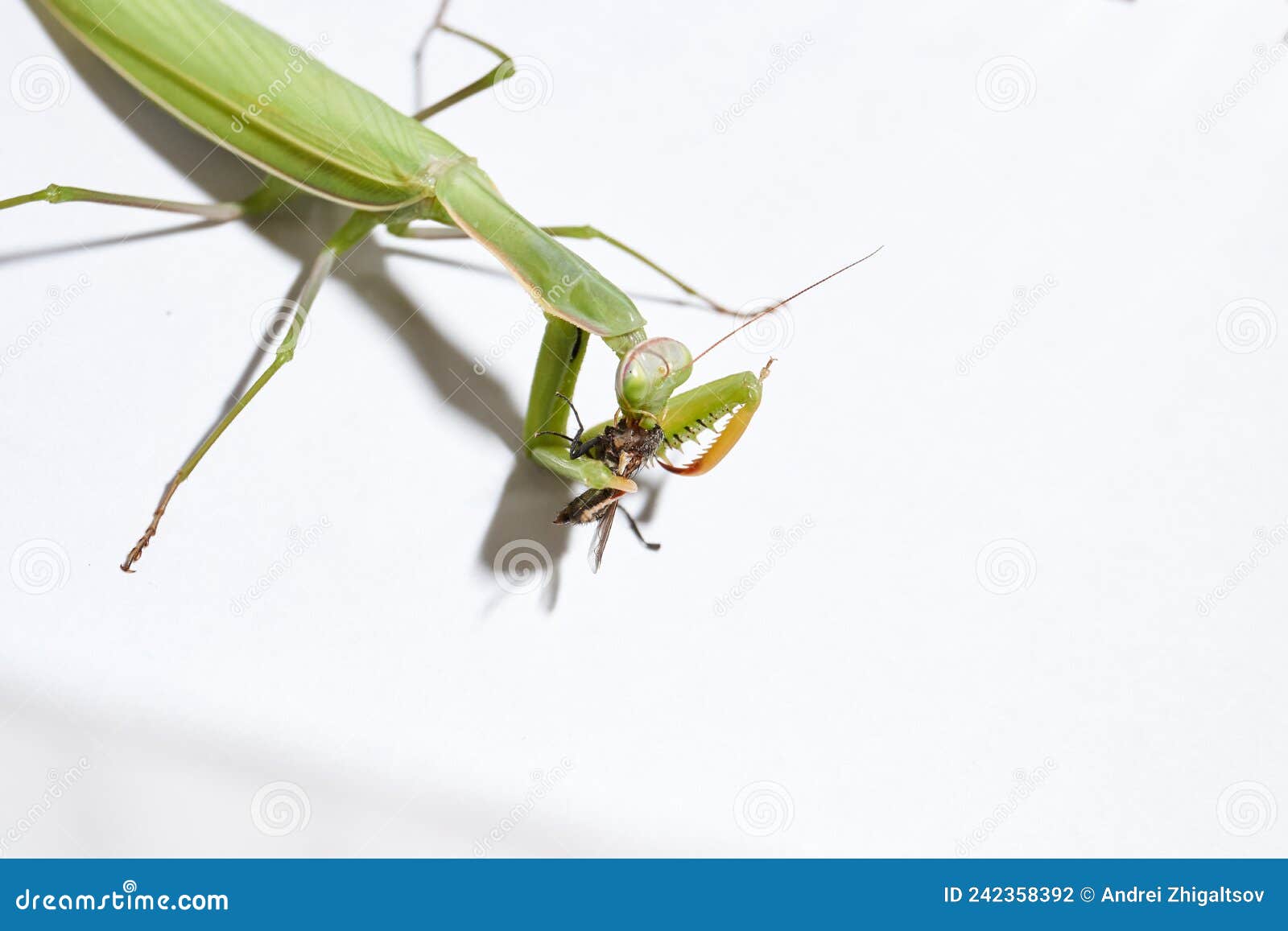 Ordinary Mantis Lat. Mantis Religiosa Eats a Fly Stock Photo - Image of ...