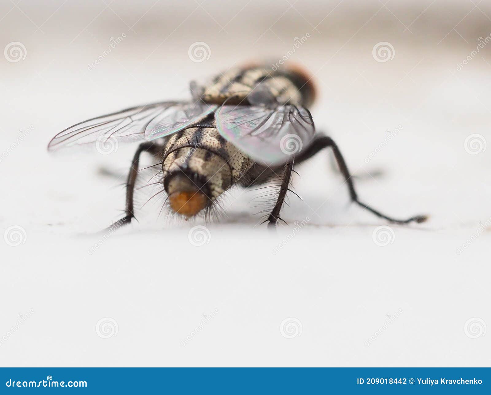Ordinary Meat Fly on a White Background Stock Photo - Image of ...