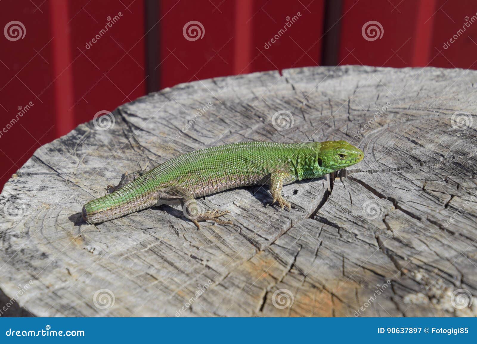 An Ordinary Quick Green Lizard. Lizard on the Cut of a Tree Stump Stock ...