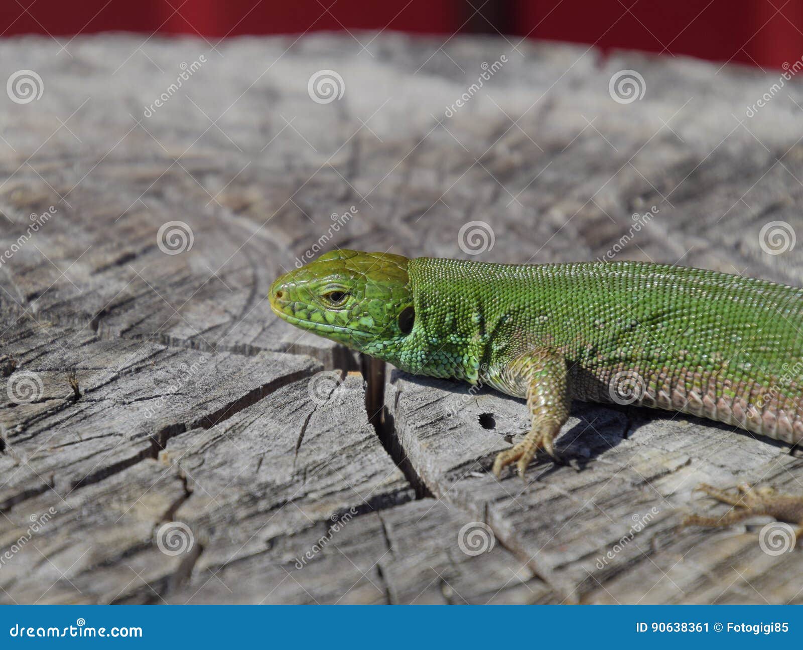 An Ordinary Quick Green Lizard. Lizard on the Cut of a Tree Stump Stock ...