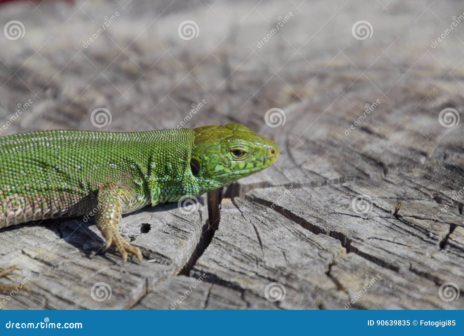 An Ordinary Quick Green Lizard. Lizard on the Cut of a Tree Stump Stock ...
