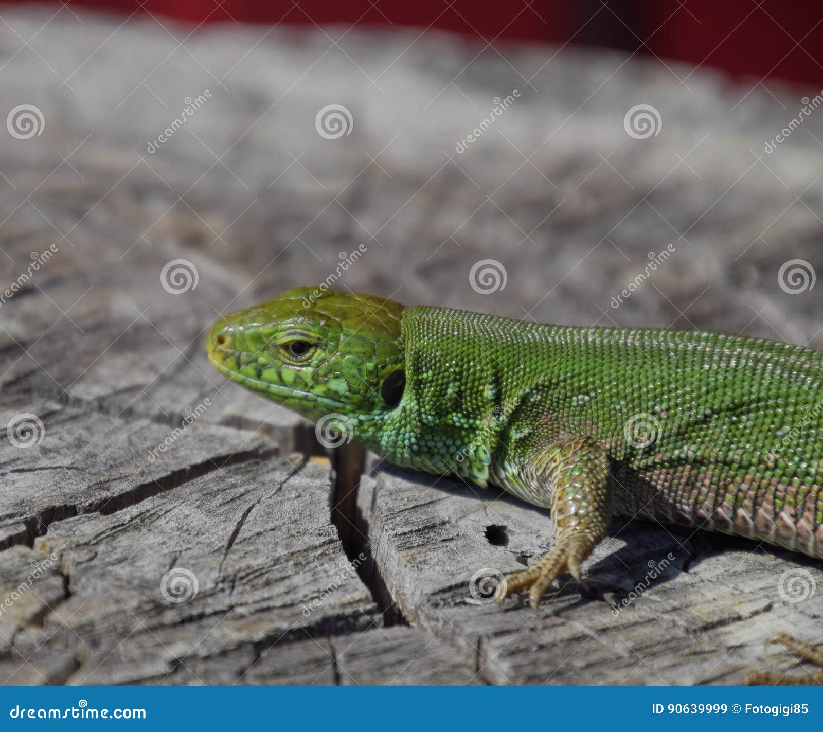 An Ordinary Quick Green Lizard. Lizard on the Cut of a Tree Stump Stock ...