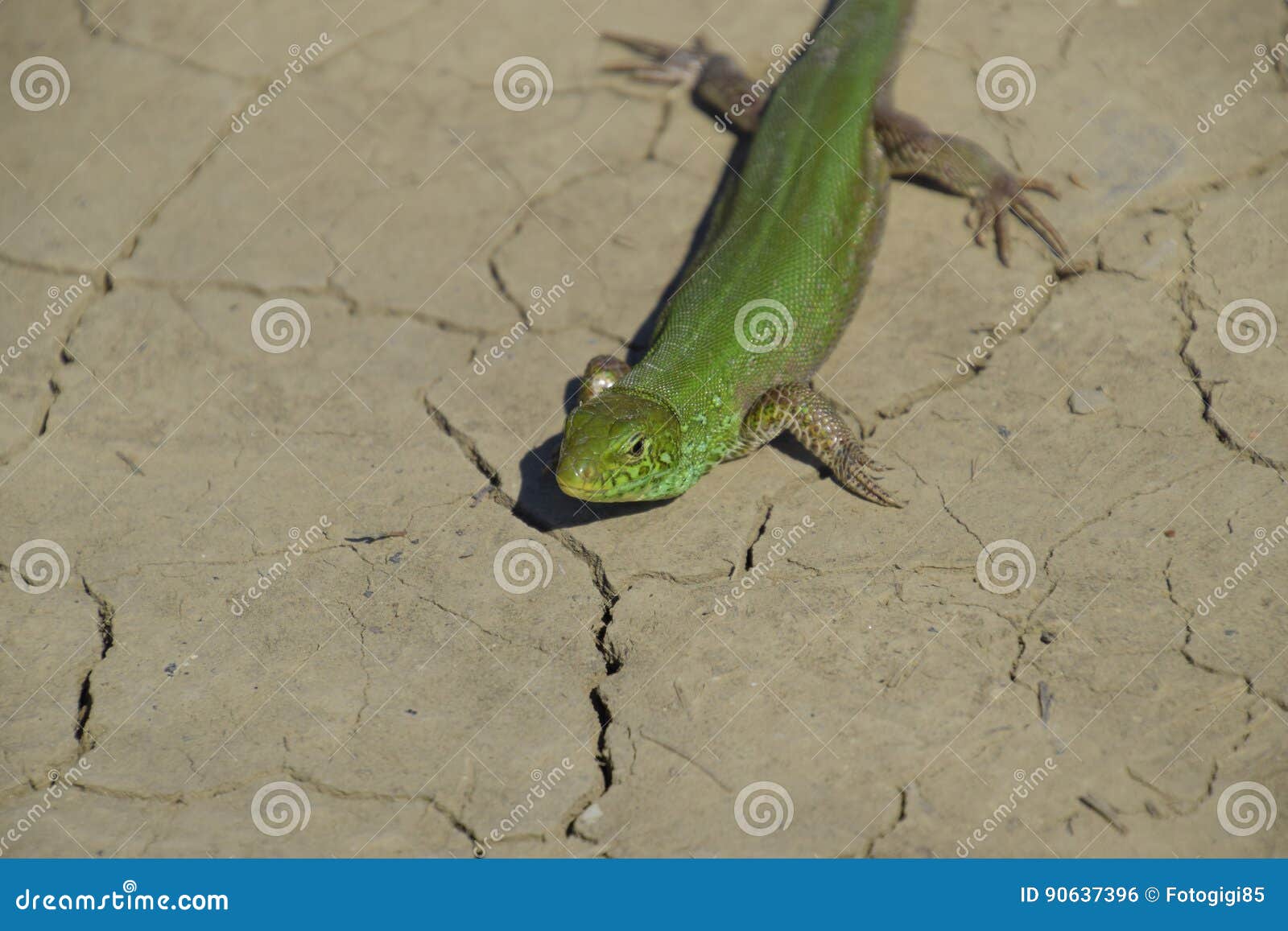 An Ordinary Quick Green Lizard. Lizard on Dry Ground Stock Photo ...