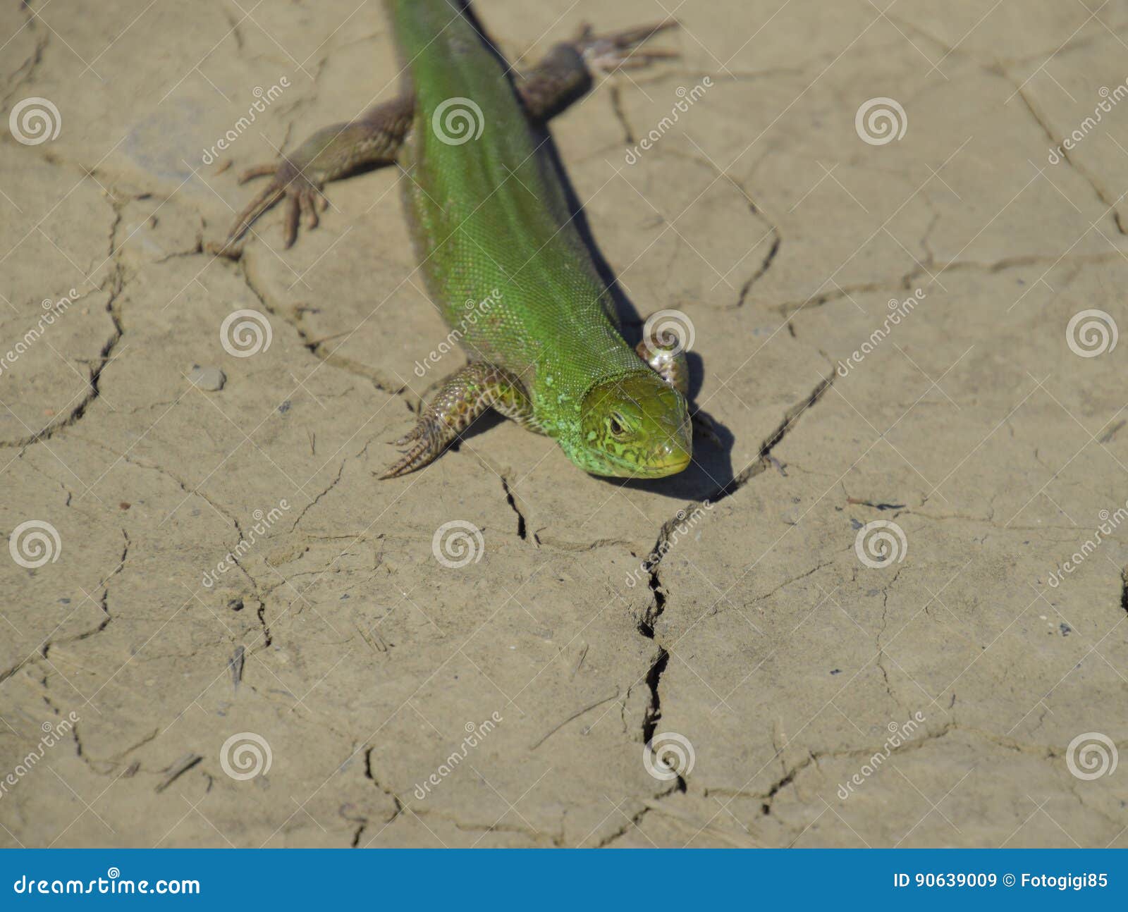 An Ordinary Quick Green Lizard. Lizard on Dry Ground Stock Image ...