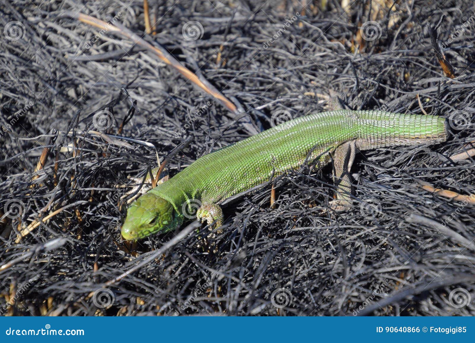 An Ordinary Quick Green Lizard. Lizard on the Ground Amidst Ash and Ash ...
