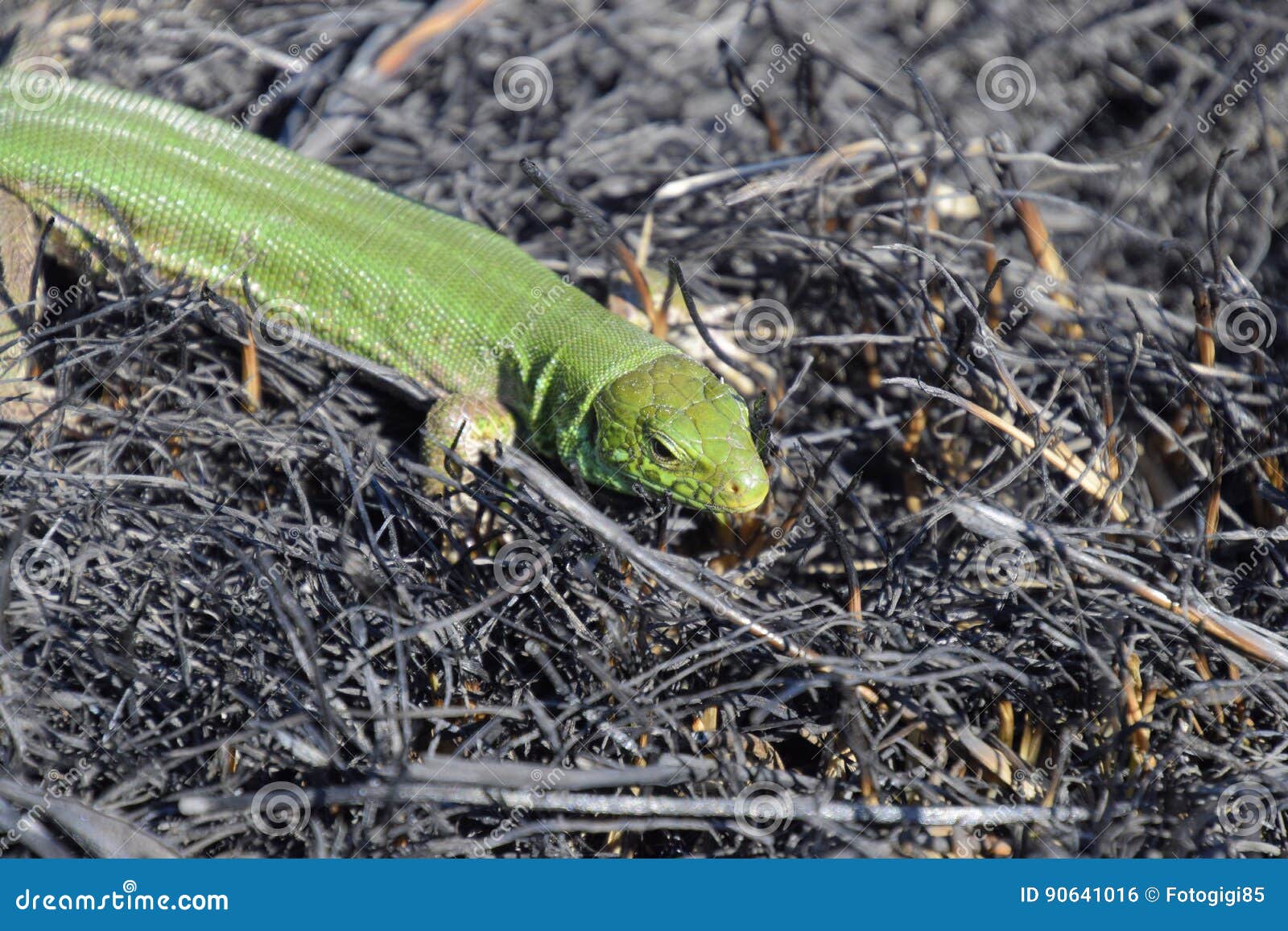 An Ordinary Quick Green Lizard. Lizard on the Ground Amidst Ash and Ash ...