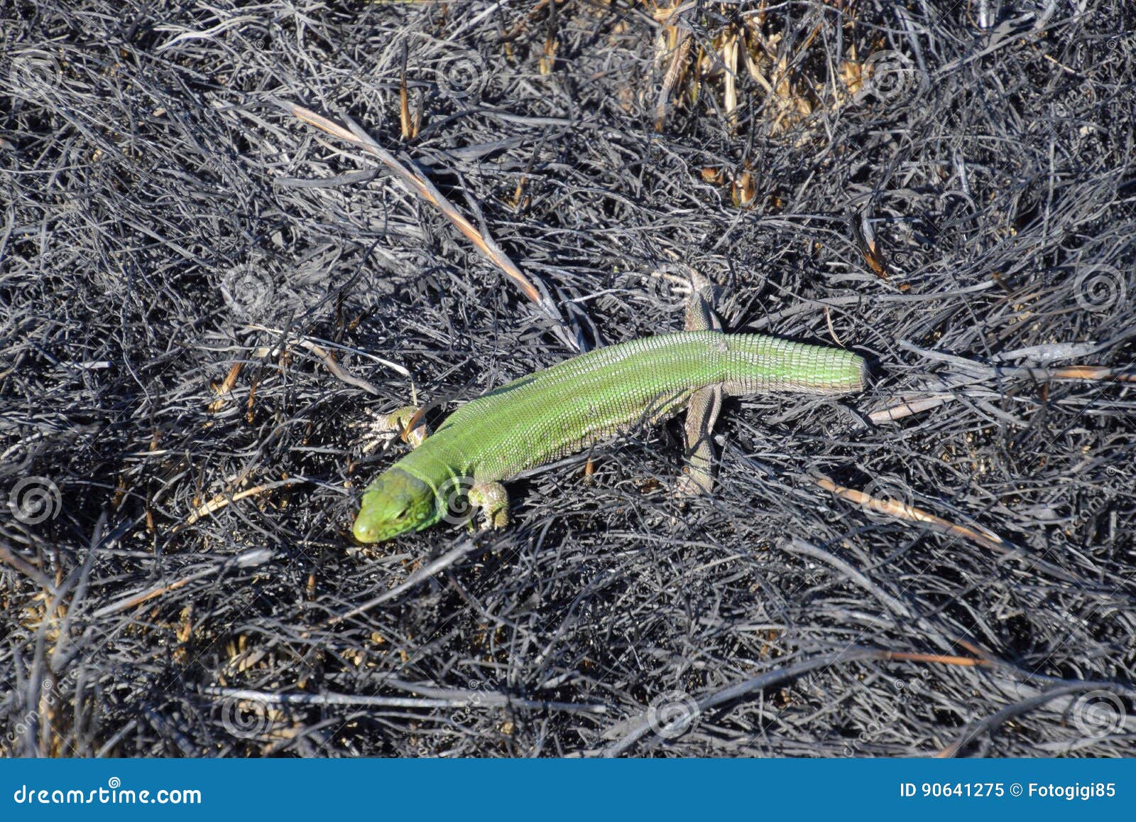 An Ordinary Quick Green Lizard. Lizard on the Ground Amidst Ash and Ash ...