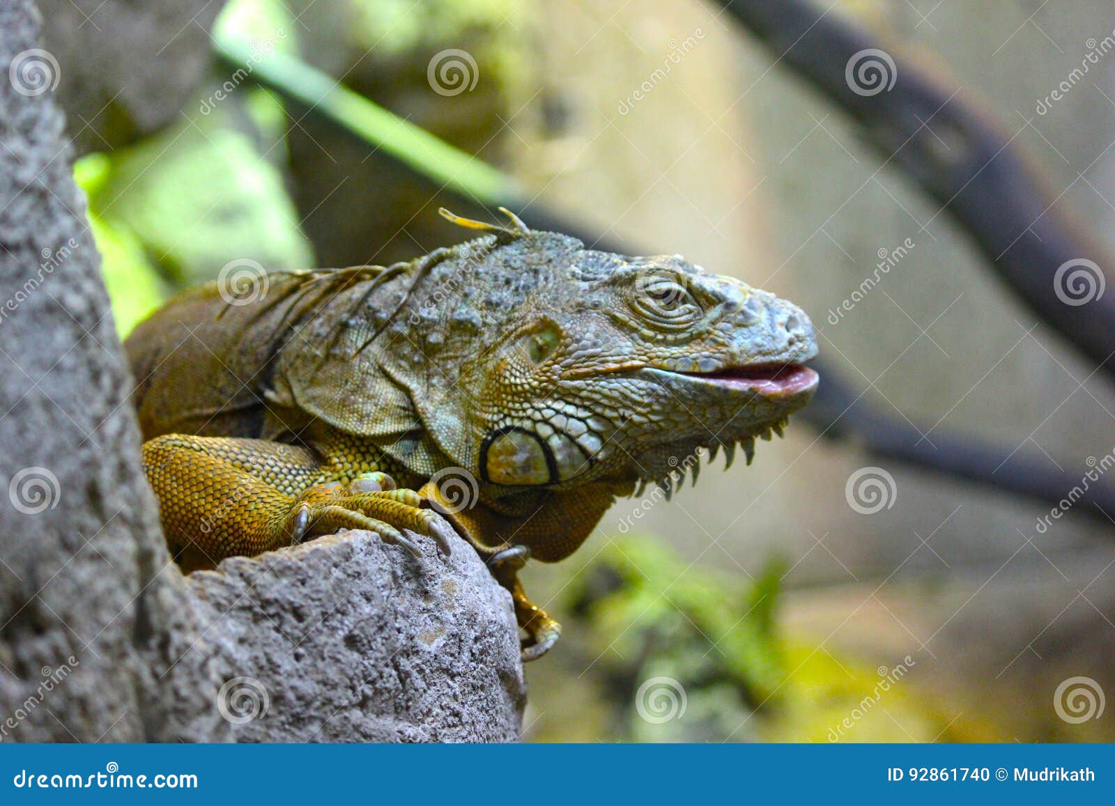 An Ordinary Quick Green Lizard Editorial Image - Image of lacertidae ...