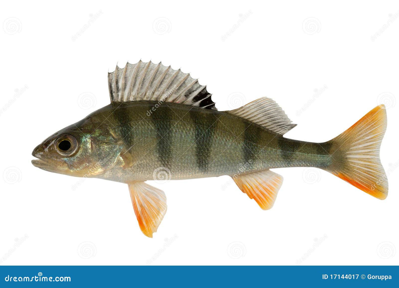 Ordinary river perch stock image. Image of descriptive - 17144017