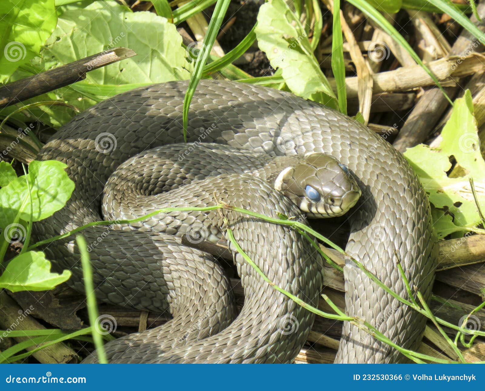 Ordinary Snake Basking in the Sun Stock Photo - Image of herpetology ...