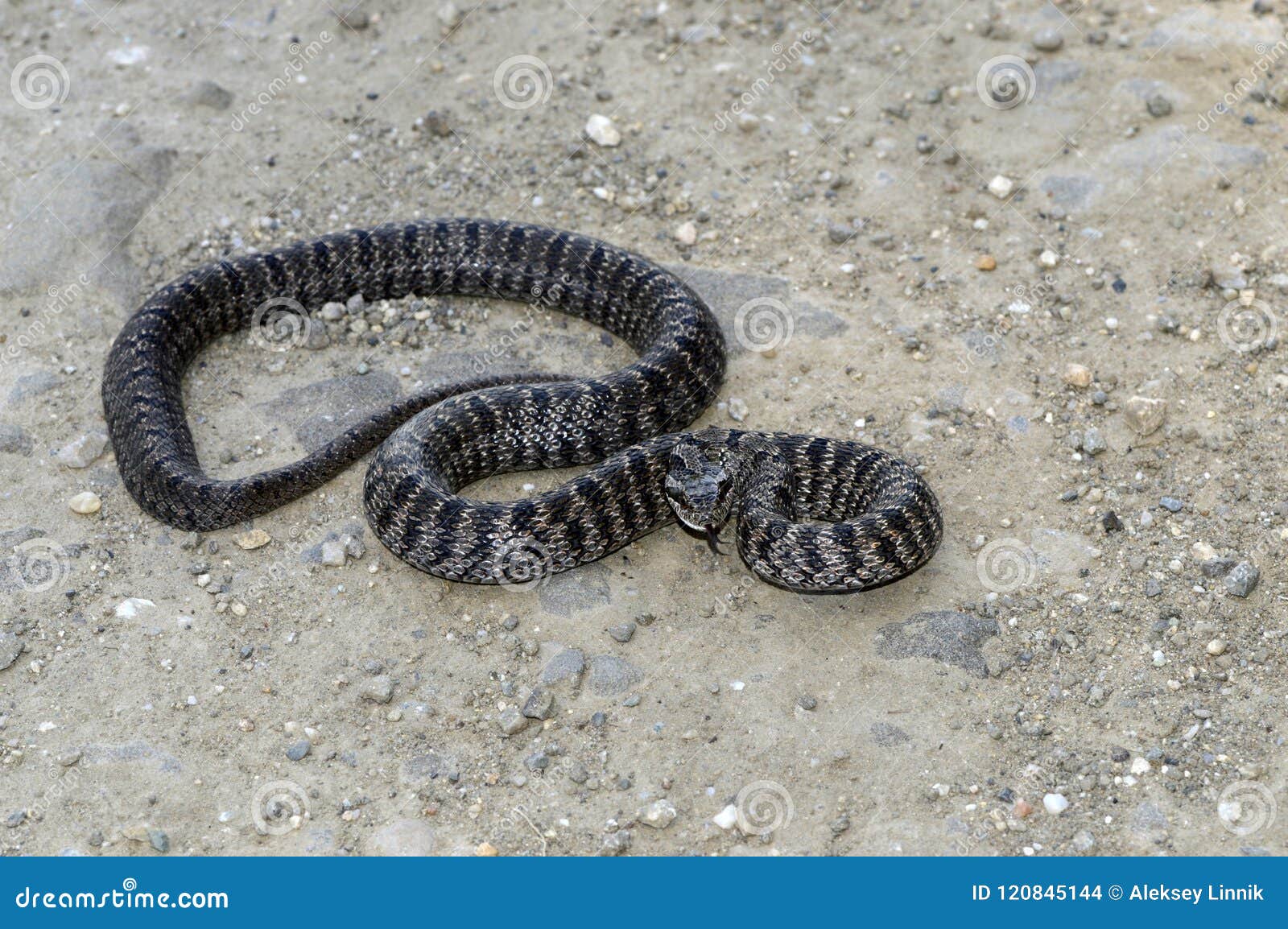 Ordinary viper gray stock photo. Image of macro, viper - 120845144
