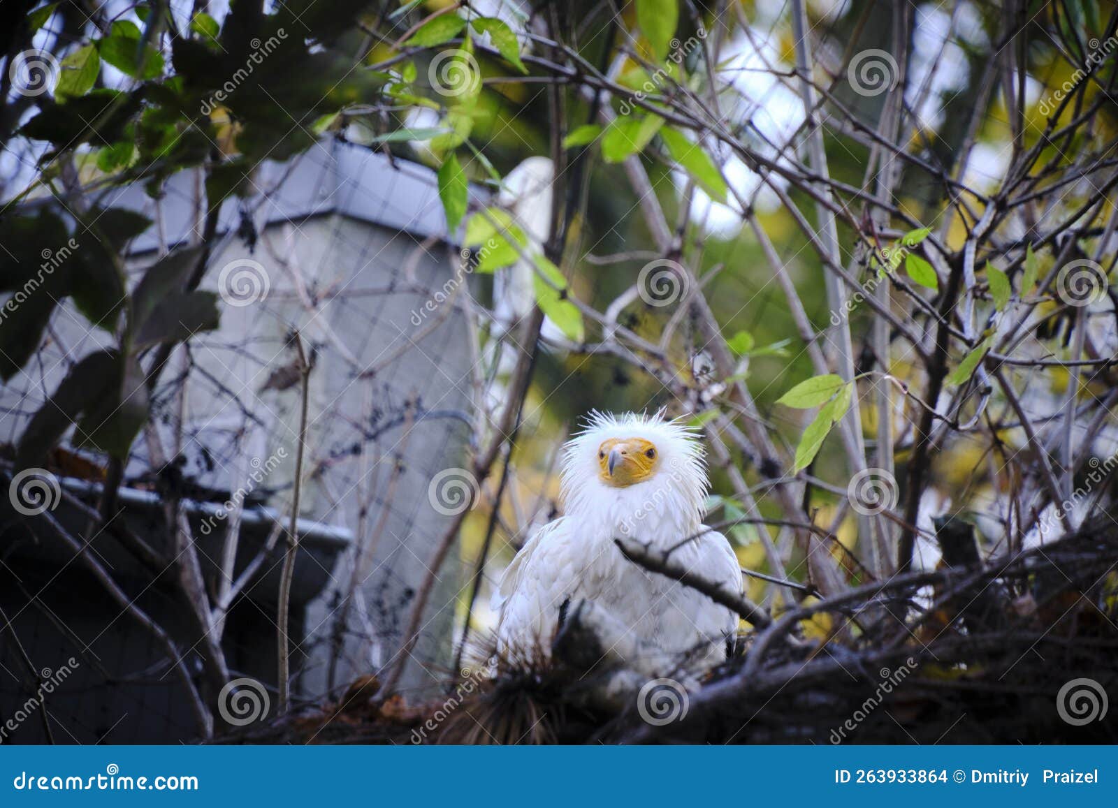 Ordinary Vulture Sits Nest in Tree. Stock Photo - Image of wild, bird ...