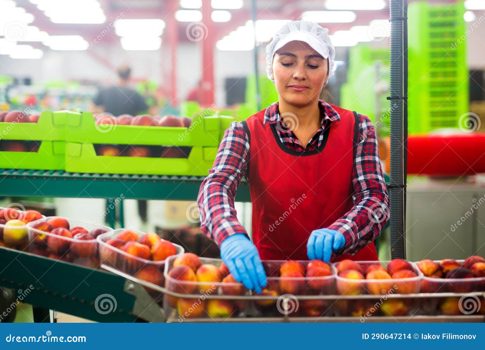 Ordinary Woman Working on Producing Sorting Line Stock Photo - Image of ...