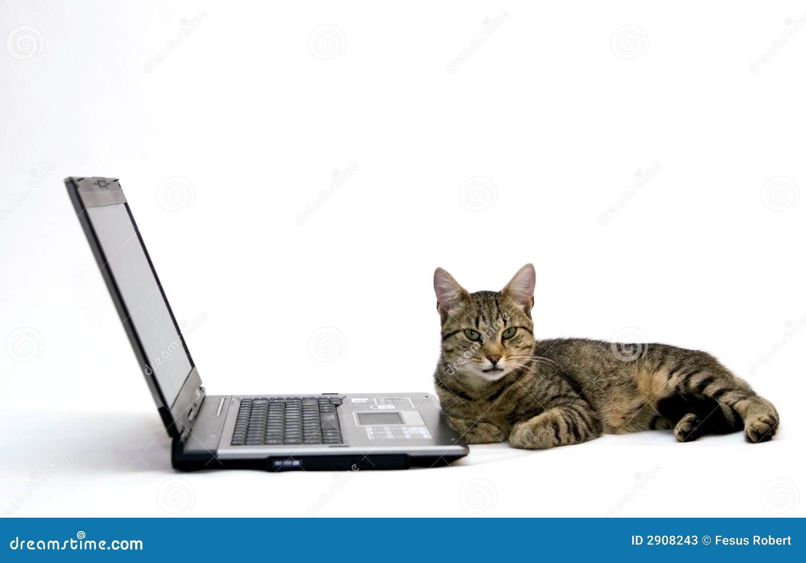 ORDINATEUR PORTABLE Et Chat Image stock - Image of internet, isolement ...