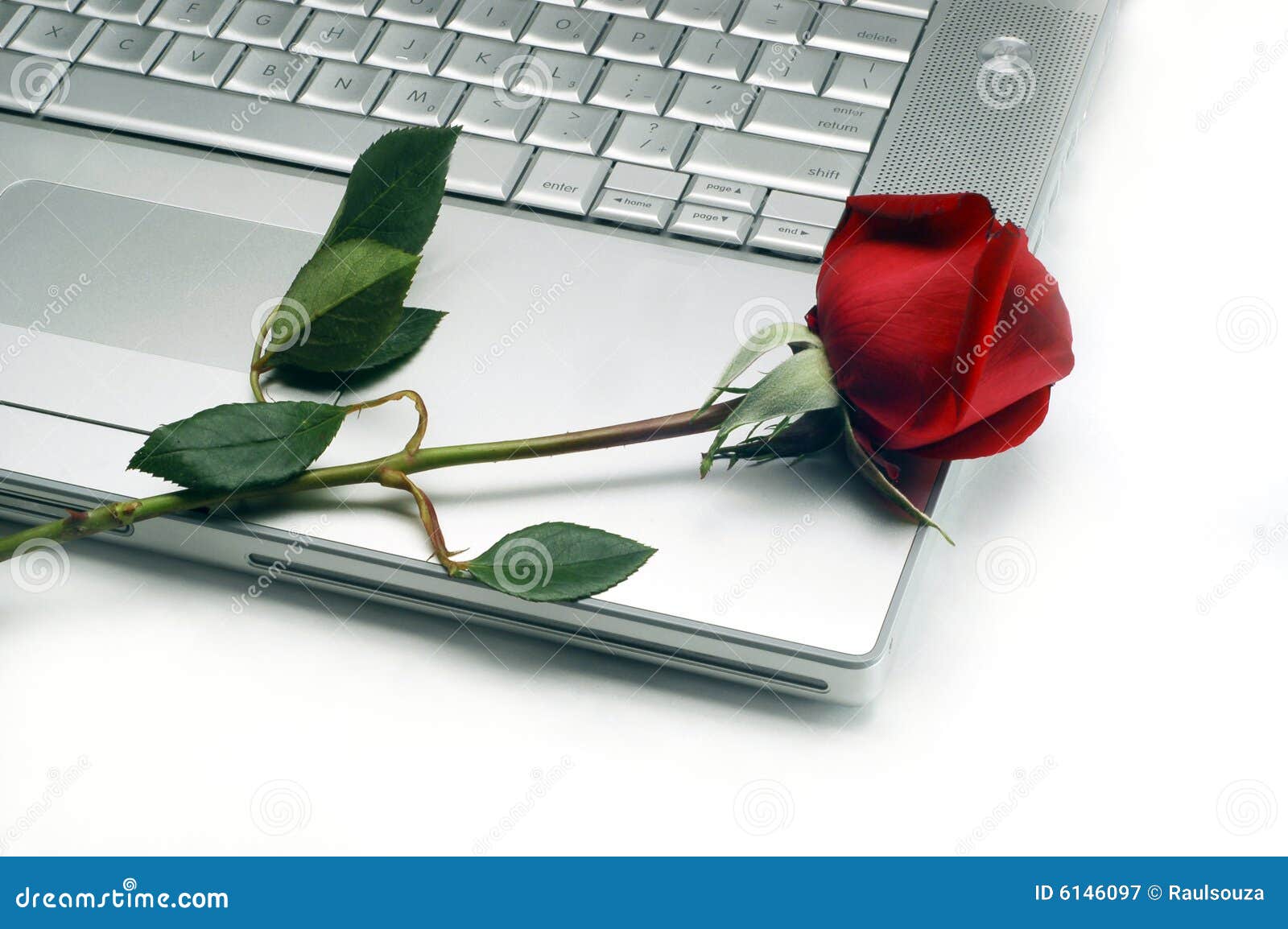 Ordinateur Portatif Et Rose Image stock - Image du floral, transmission ...