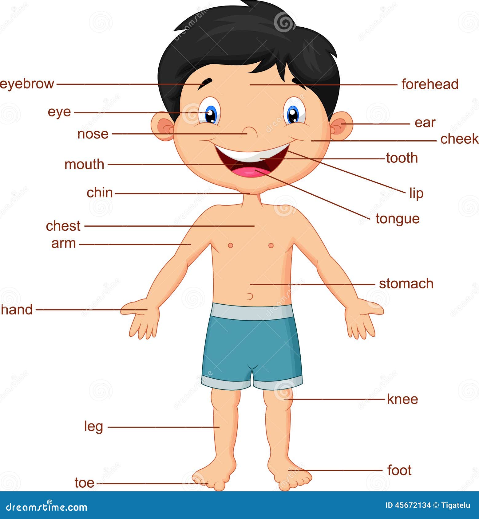 Ordlistadel av kroppen vektor illustrationer. Illustration av biologi ...