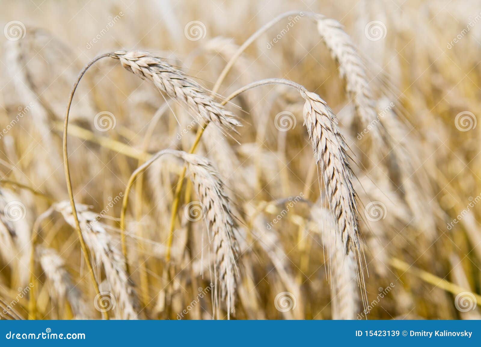 Orecchie Dei Cereali Della Segale (frumento) Immagine Stock - Immagine ...