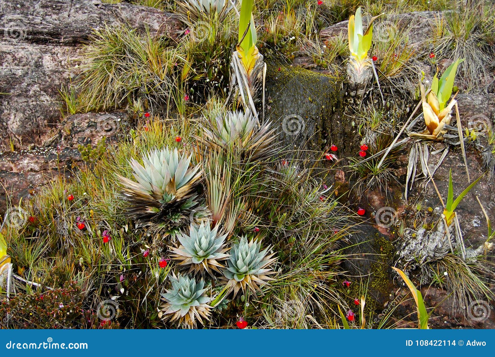 Sceptrum Plants Stock Photos - Free & Royalty-Free Stock Photos from ...