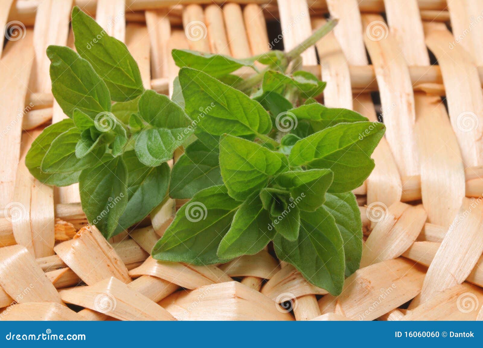 Oregano stock photo. Image of leaves, green, plant, flavor - 16060060