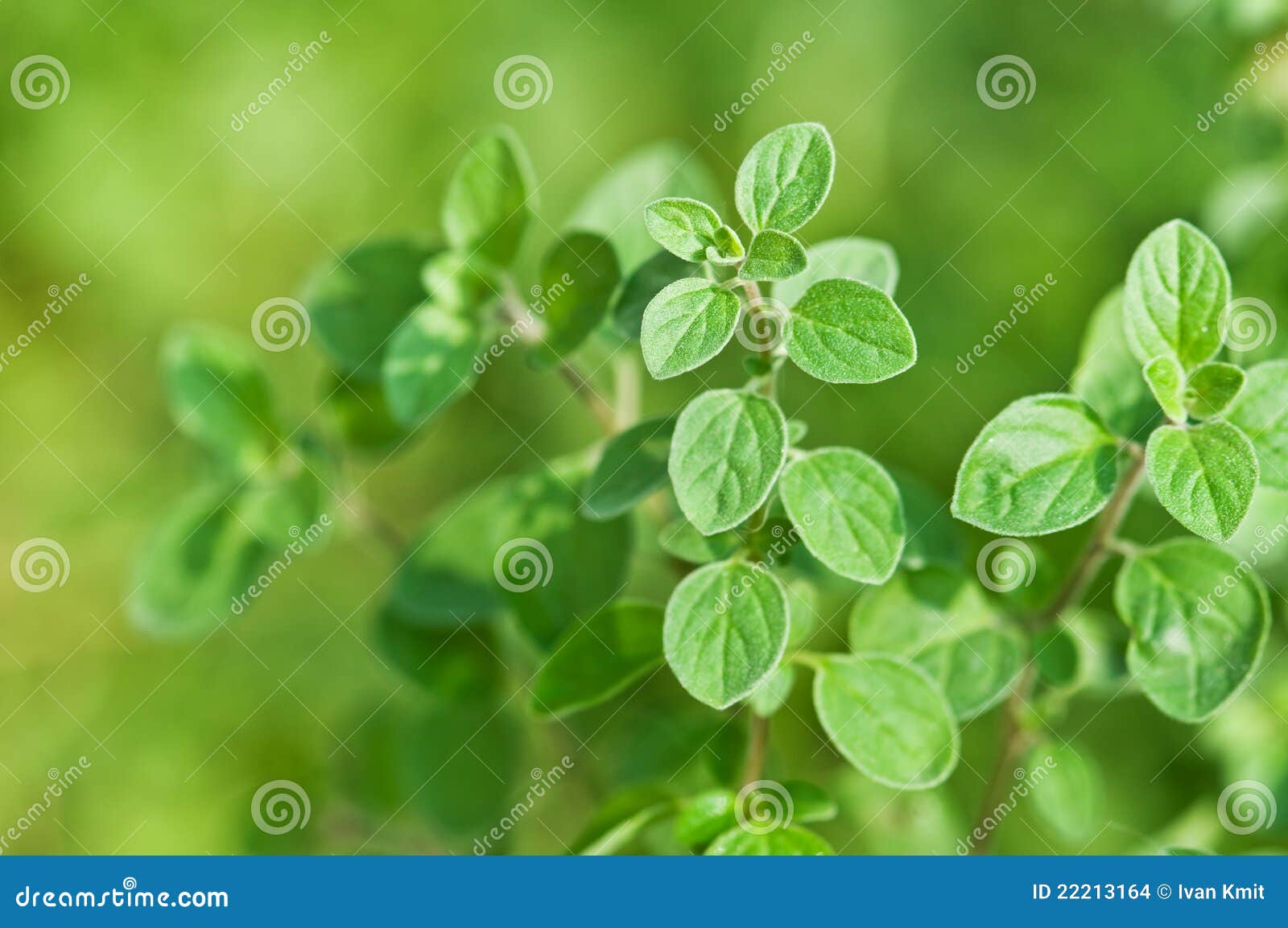 Oregano stock photo. Image of leaf, spice, closeup, culture - 22213164