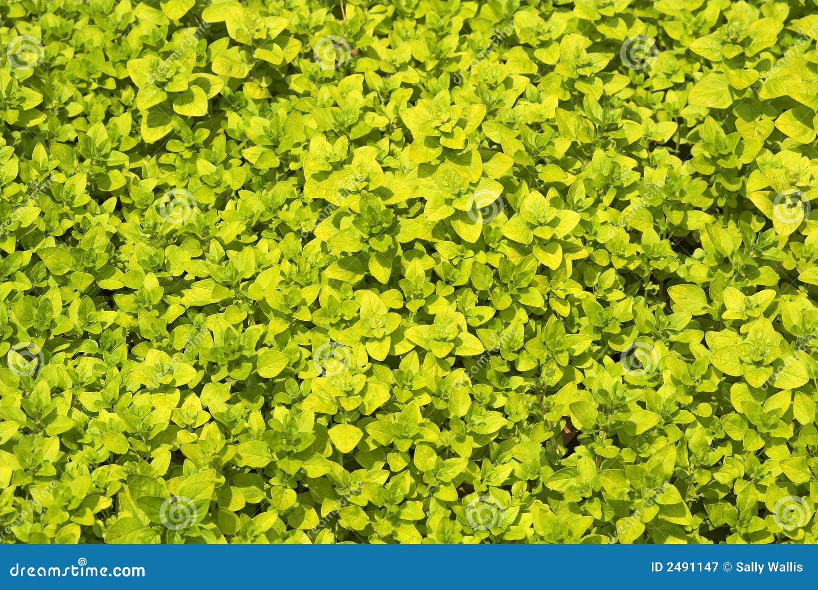 Oregano stock image. Image of fresh, flowers, carpet, horticulture ...