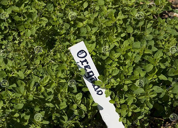 Oregano stock image. Image of oregano, sign, growth, summer - 3603655