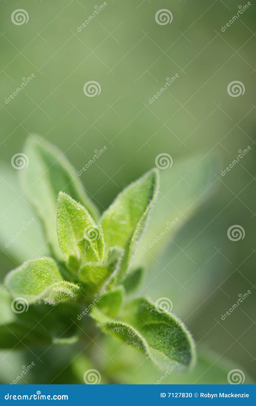 Oregano Background stock photo. Image of sunlit, natural - 7127830