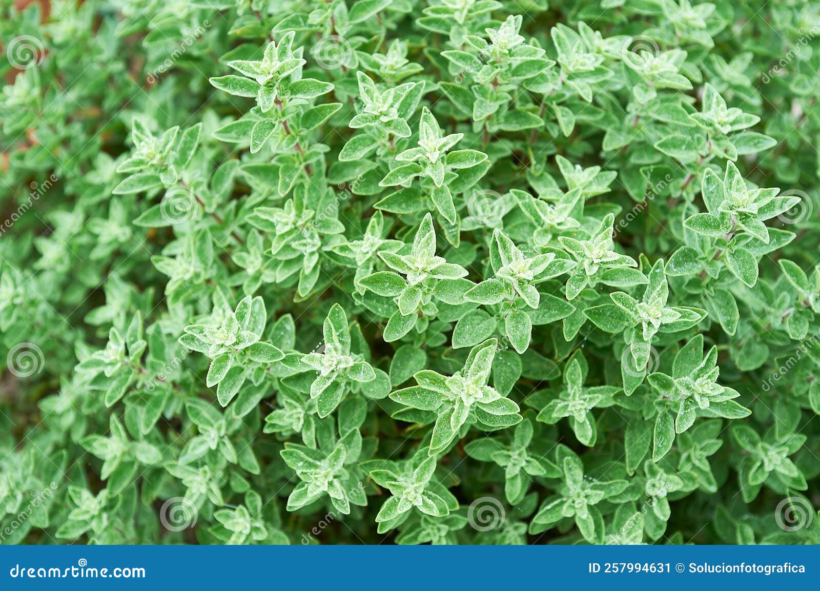 Oregano background stock image. Image of culinary, cuisine - 257994631
