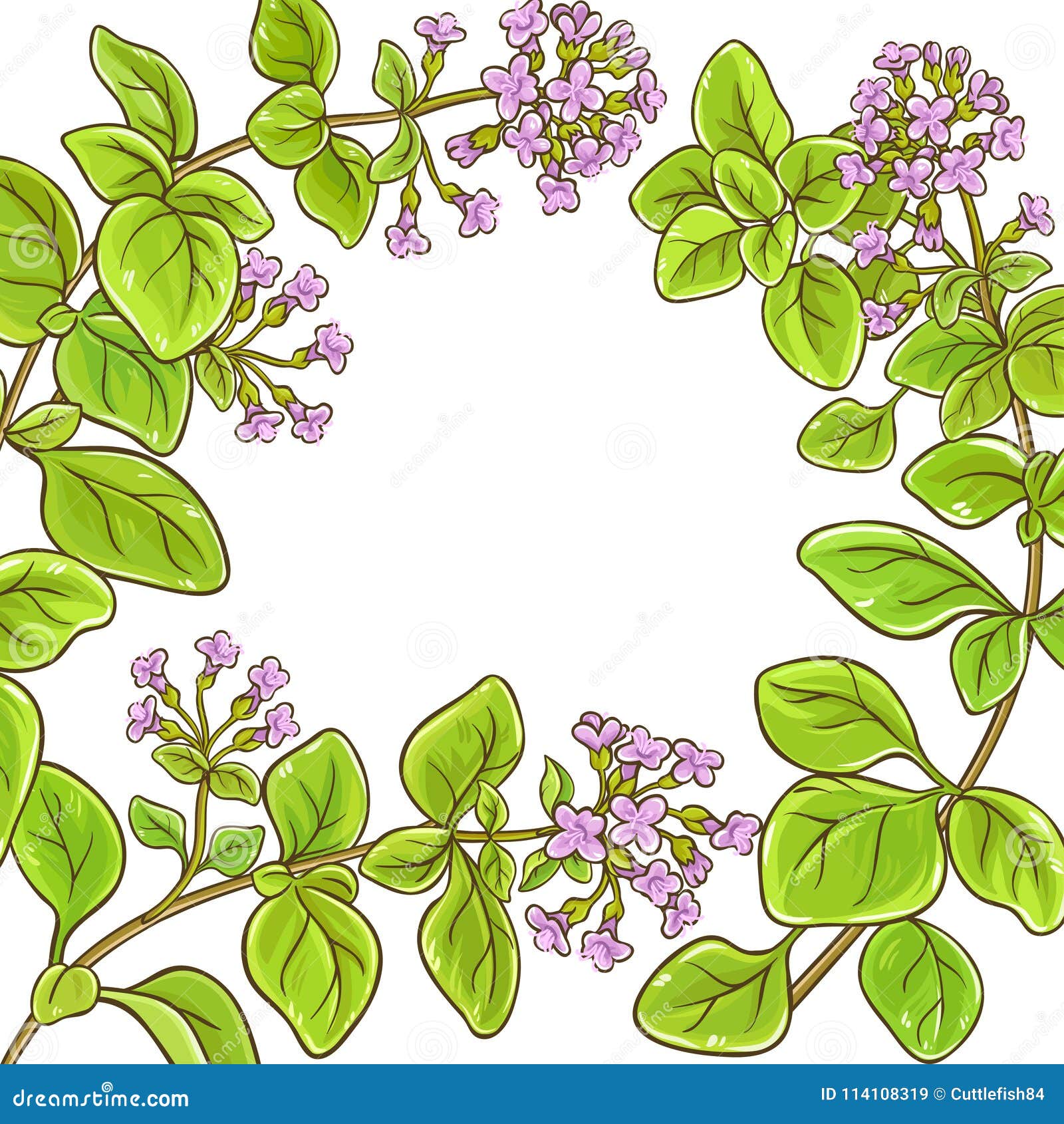 Oregano Branch Vector Frame Stock Vector - Illustration of branch ...