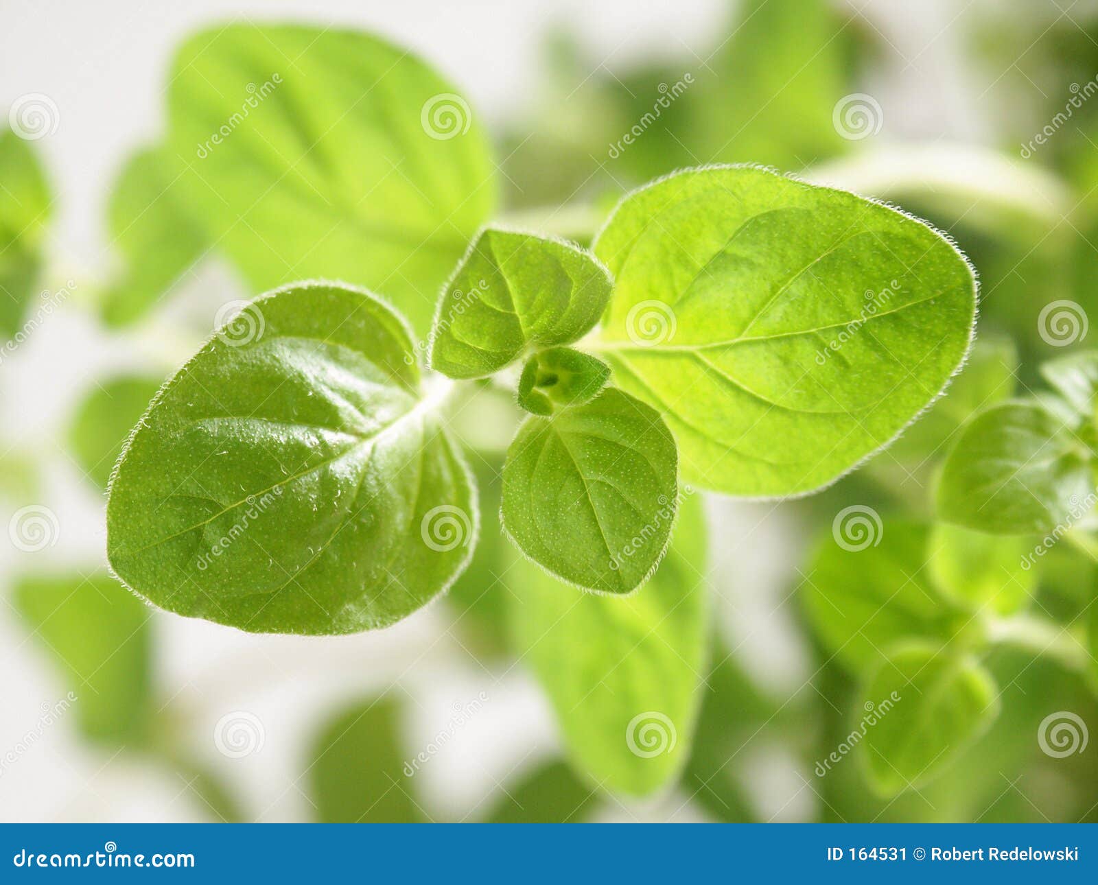 Oregano close-up stock image. Image of close, chuckers - 164531