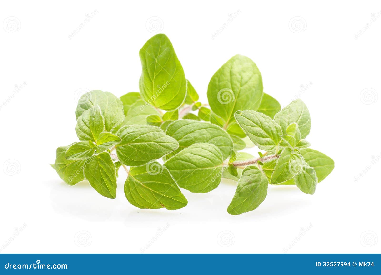 Oregano stock photo. Image of leaf, shot, herb, seasoning - 32527994