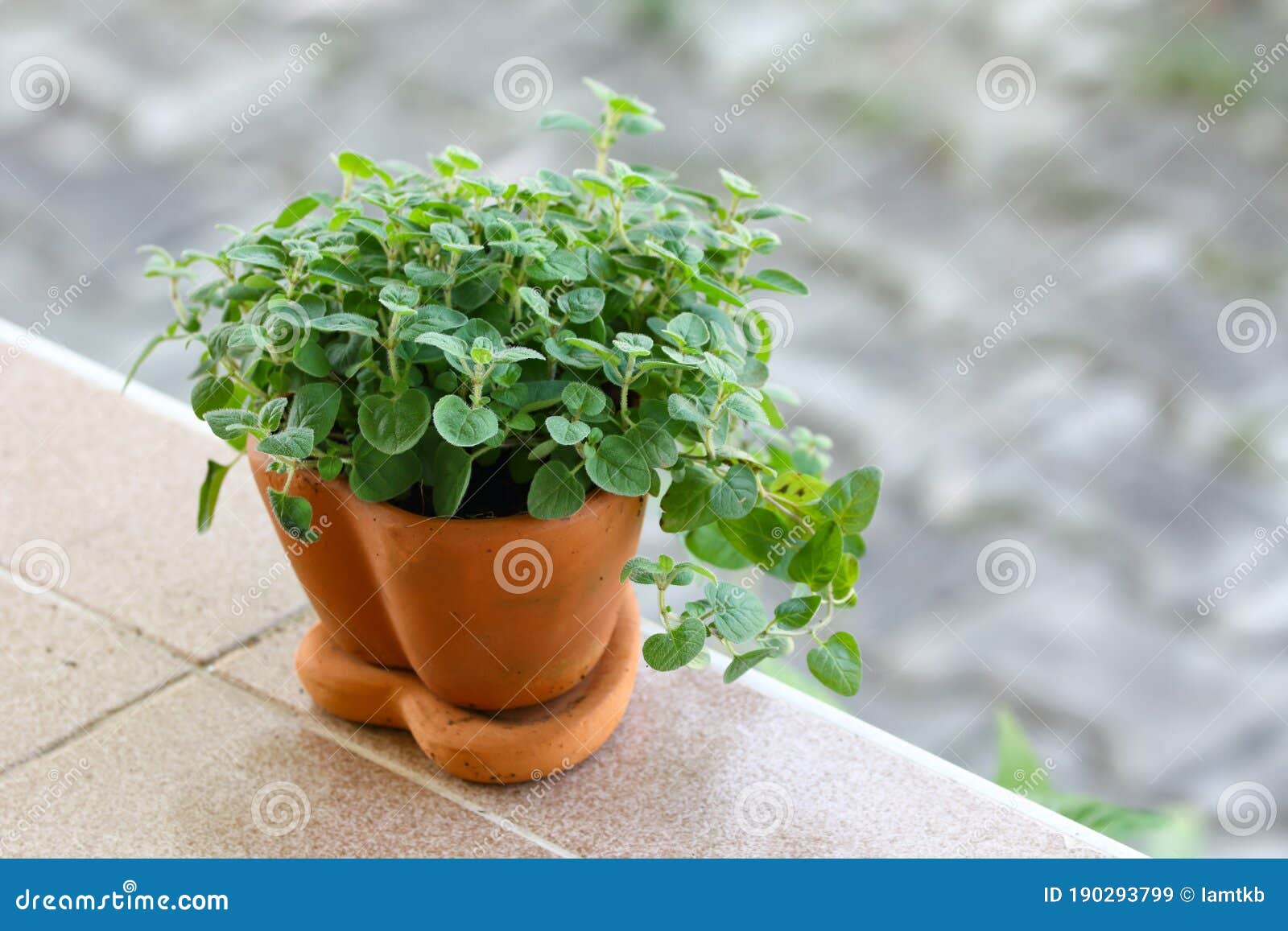 Oregano in the pot stock image. Image of flavor, botany - 190293799