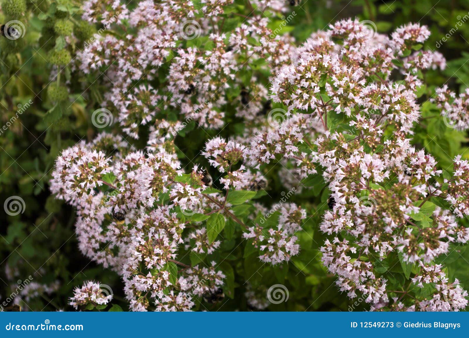 Oregano herb stock image. Image of freshness, organic - 12549273