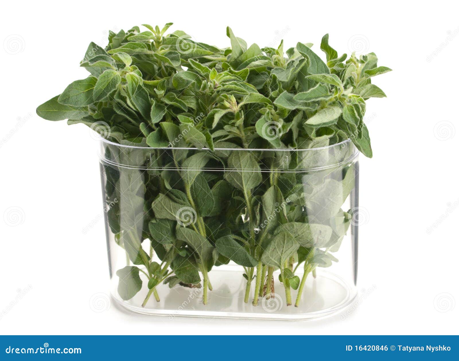 Oregano herb stock photo. Image of oregano, herb, closeup - 16420846