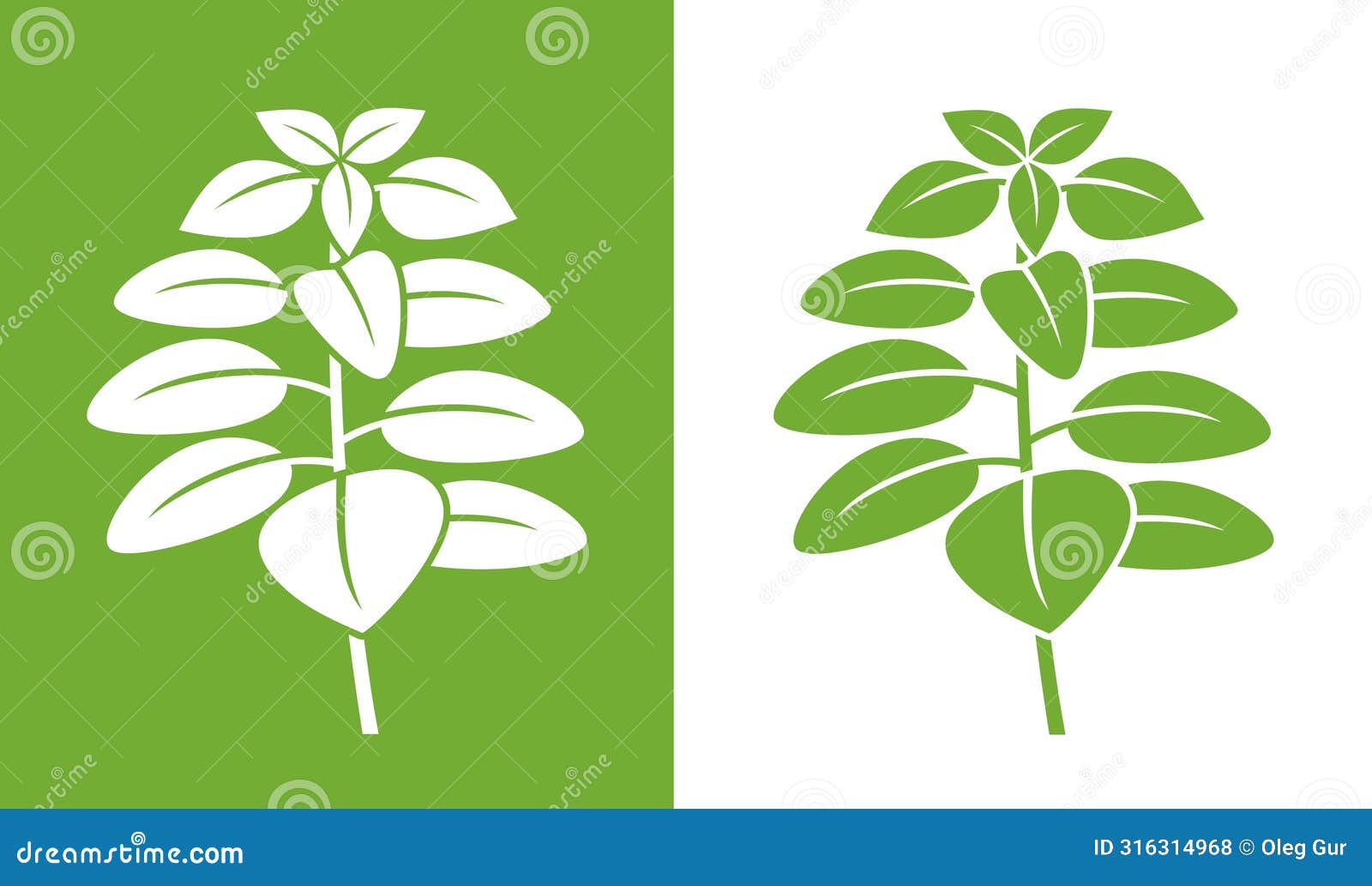 Oregano Logo. Isolated Oregano on White Background Stock Illustration ...