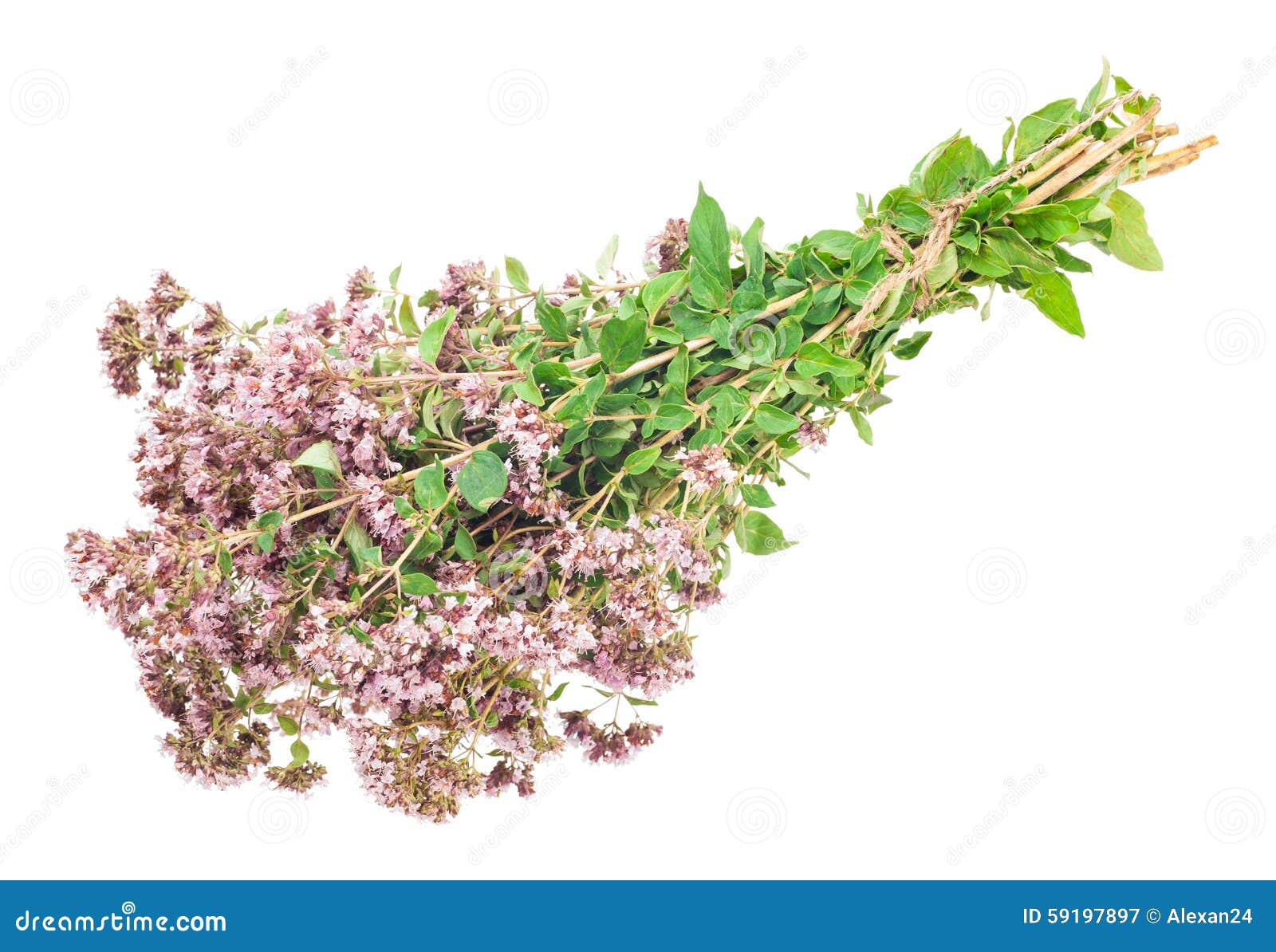 Oregano Oder Majoran Herb Blooming (Origanum Majorana) Stockbild - Bild ...