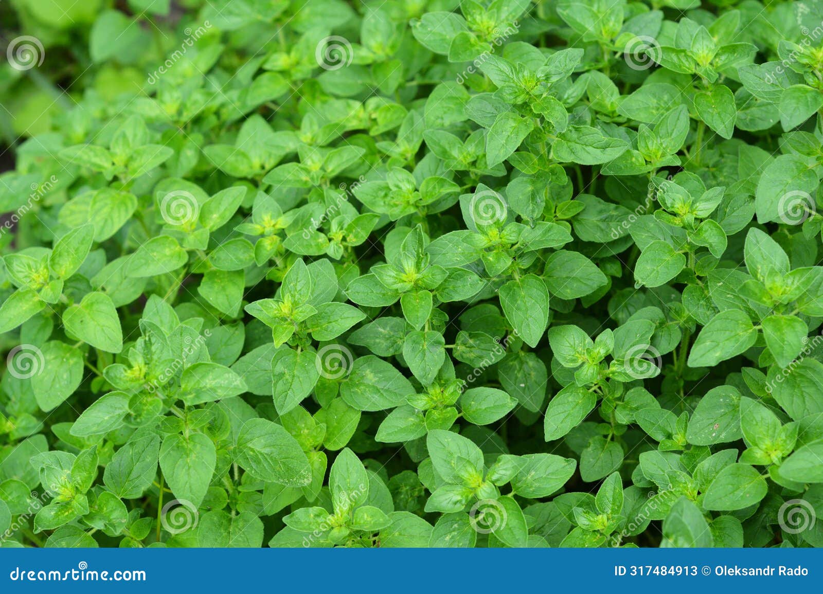 Oregano Plants Growing in the Garden. Oregano Plants Background Stock ...